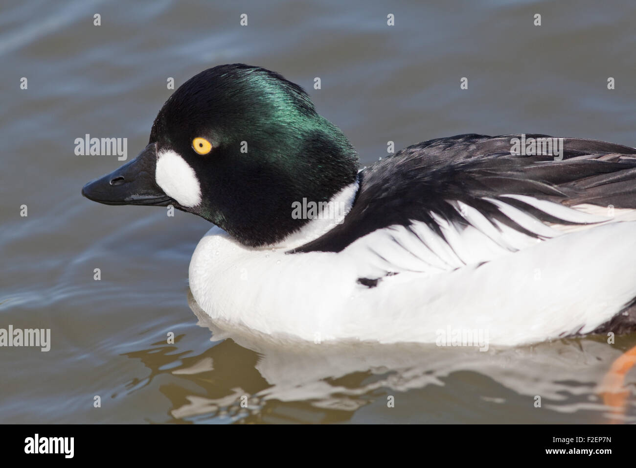 American Goldeneye (Bucephala clangula americana). Male or drake. This ...