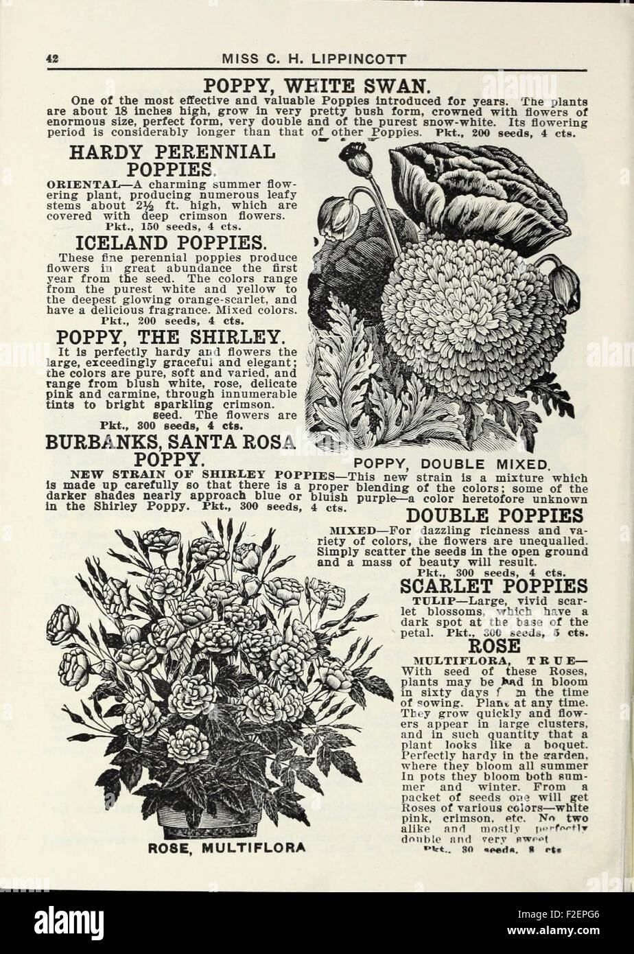 This vintage illustration is from a historical seed catalog published ...