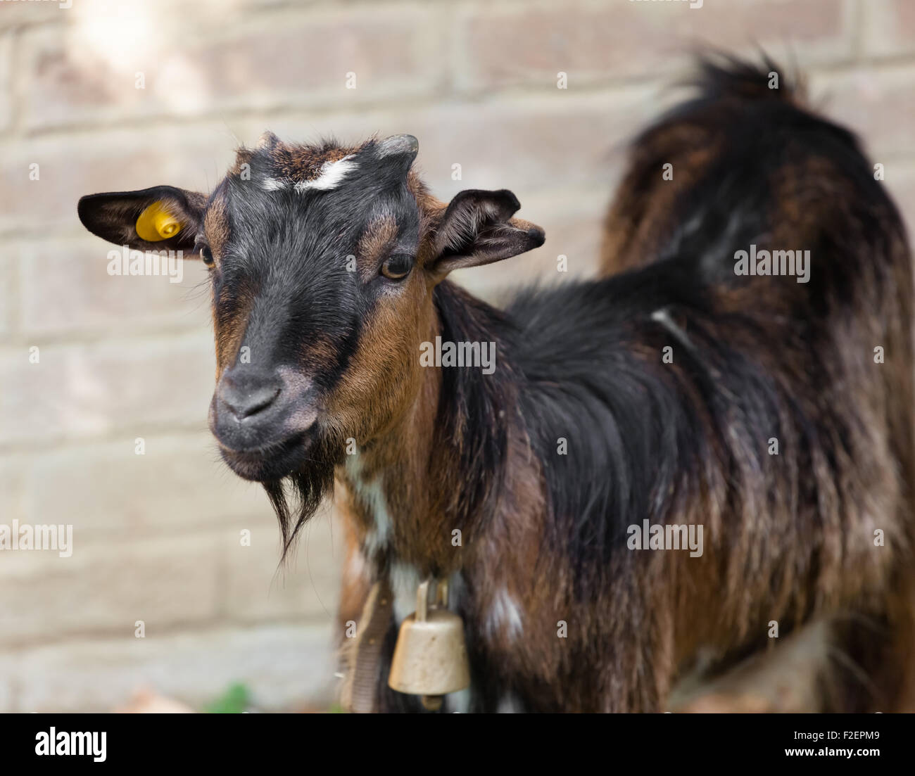 Portrait of adult animal of goat Cameroon Stock Photo - Alamy