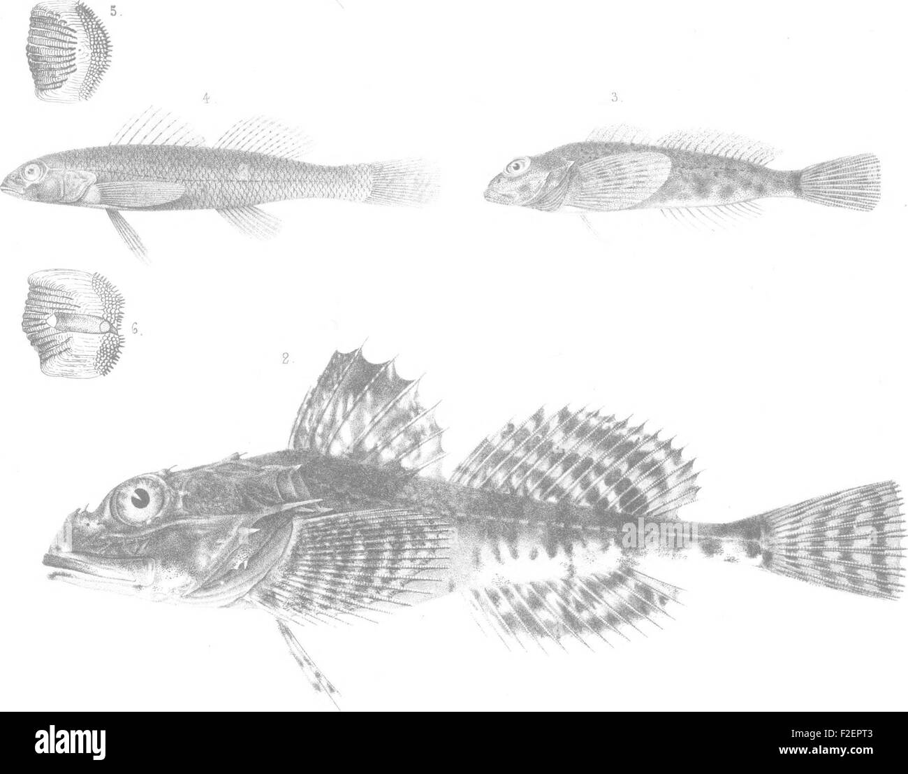 *A History of the Fishes of Massachusetts* (1867) is a comprehensive ...