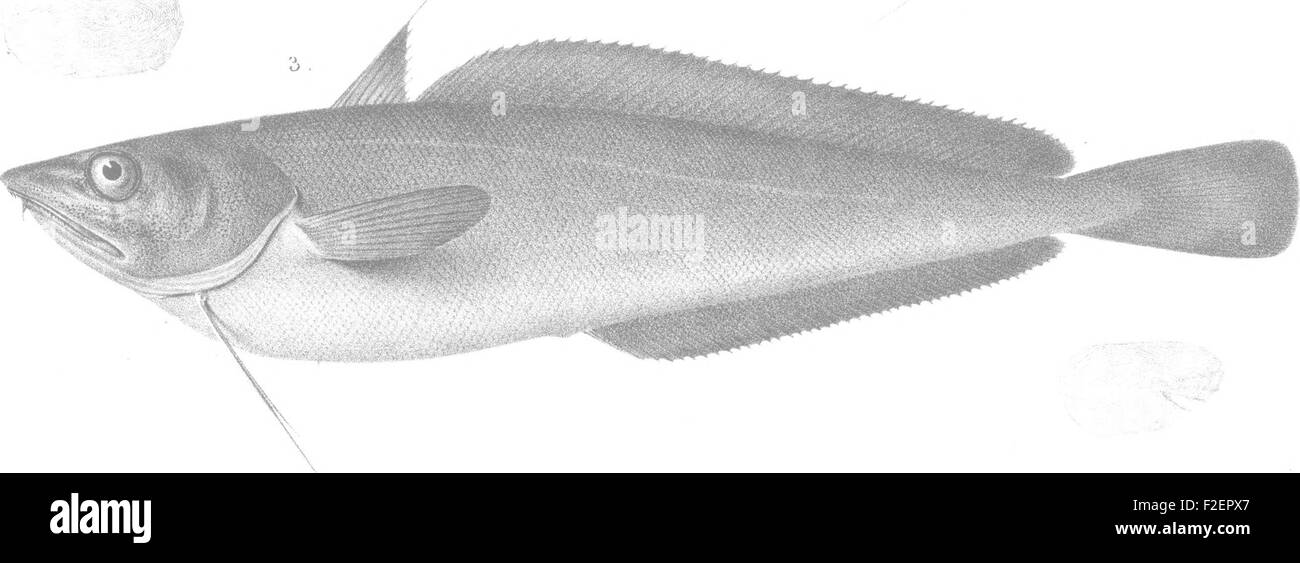 *A History of the Fishes of Massachusetts* (1867) is a detailed account ...