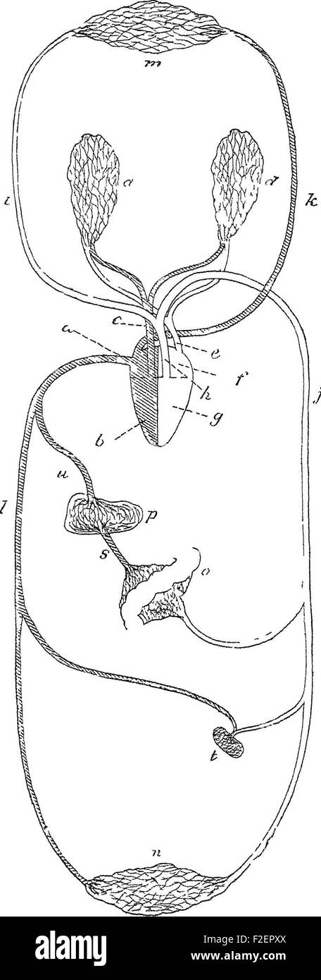 Studies cattle Black and White Stock Photos & Images - Alamy