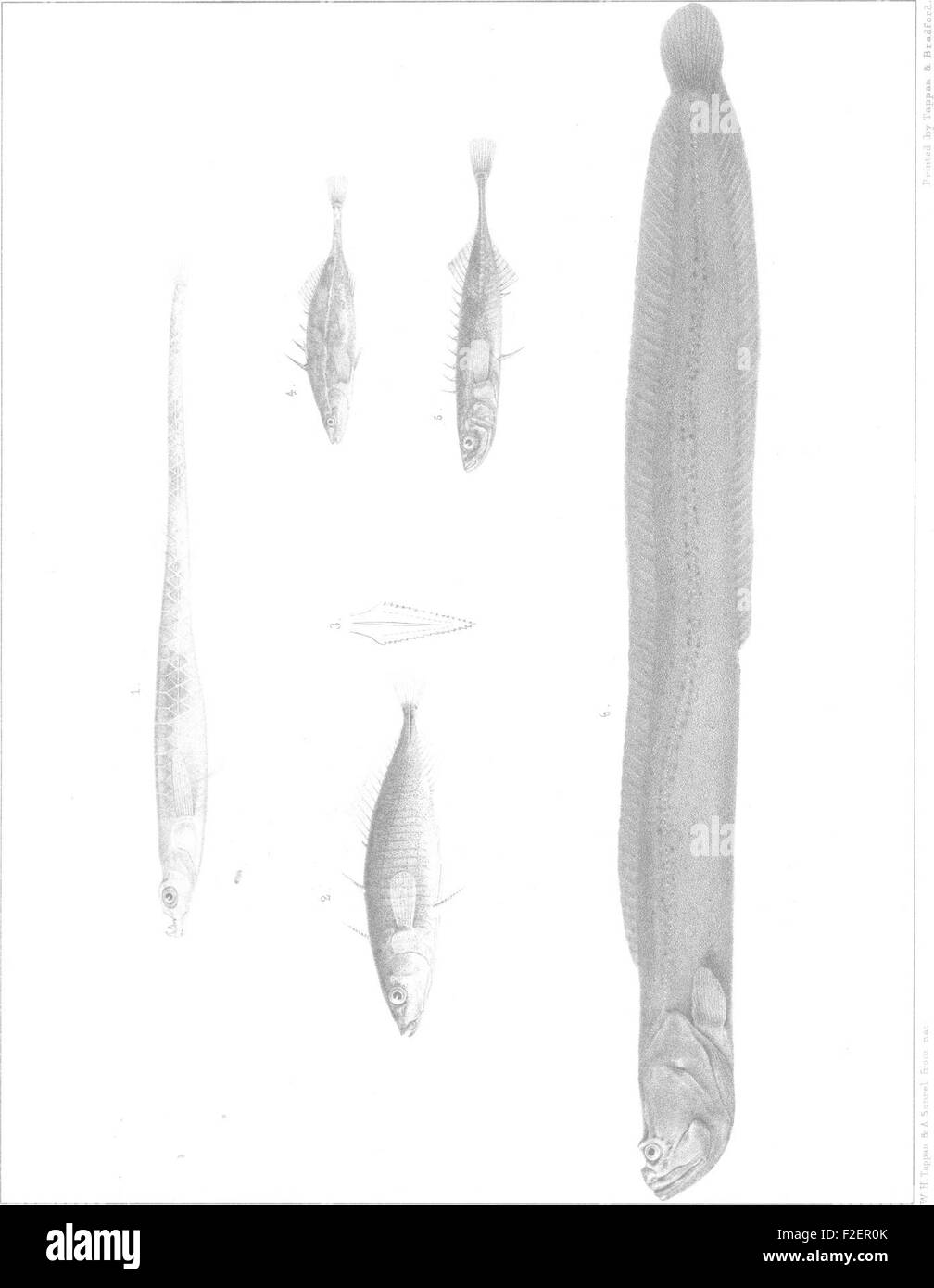 'A History of the Fishes of Massachusetts' (1867) provides an in-depth ...