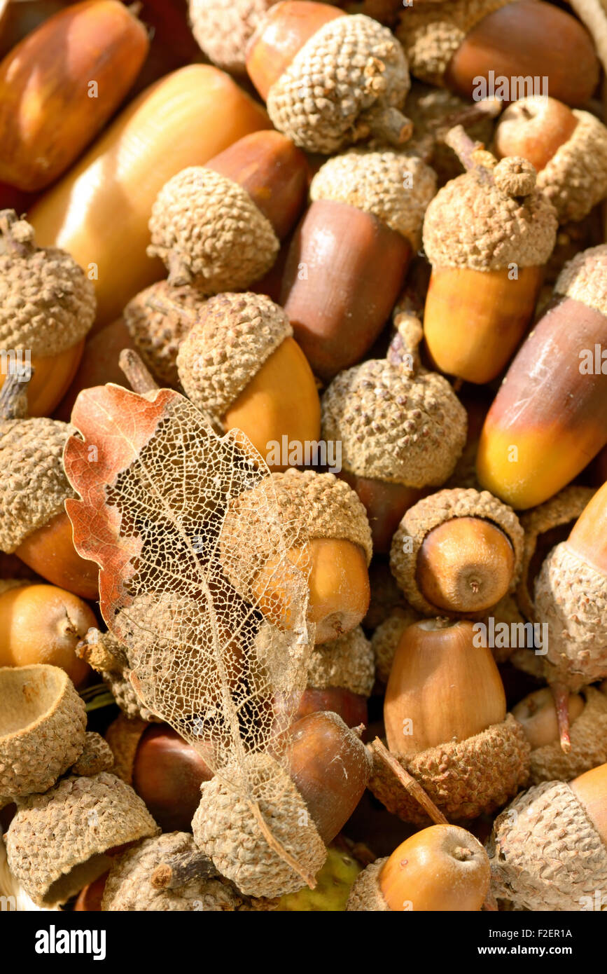 ripe acorns and leaf in basket Stock Photo - Alamy
