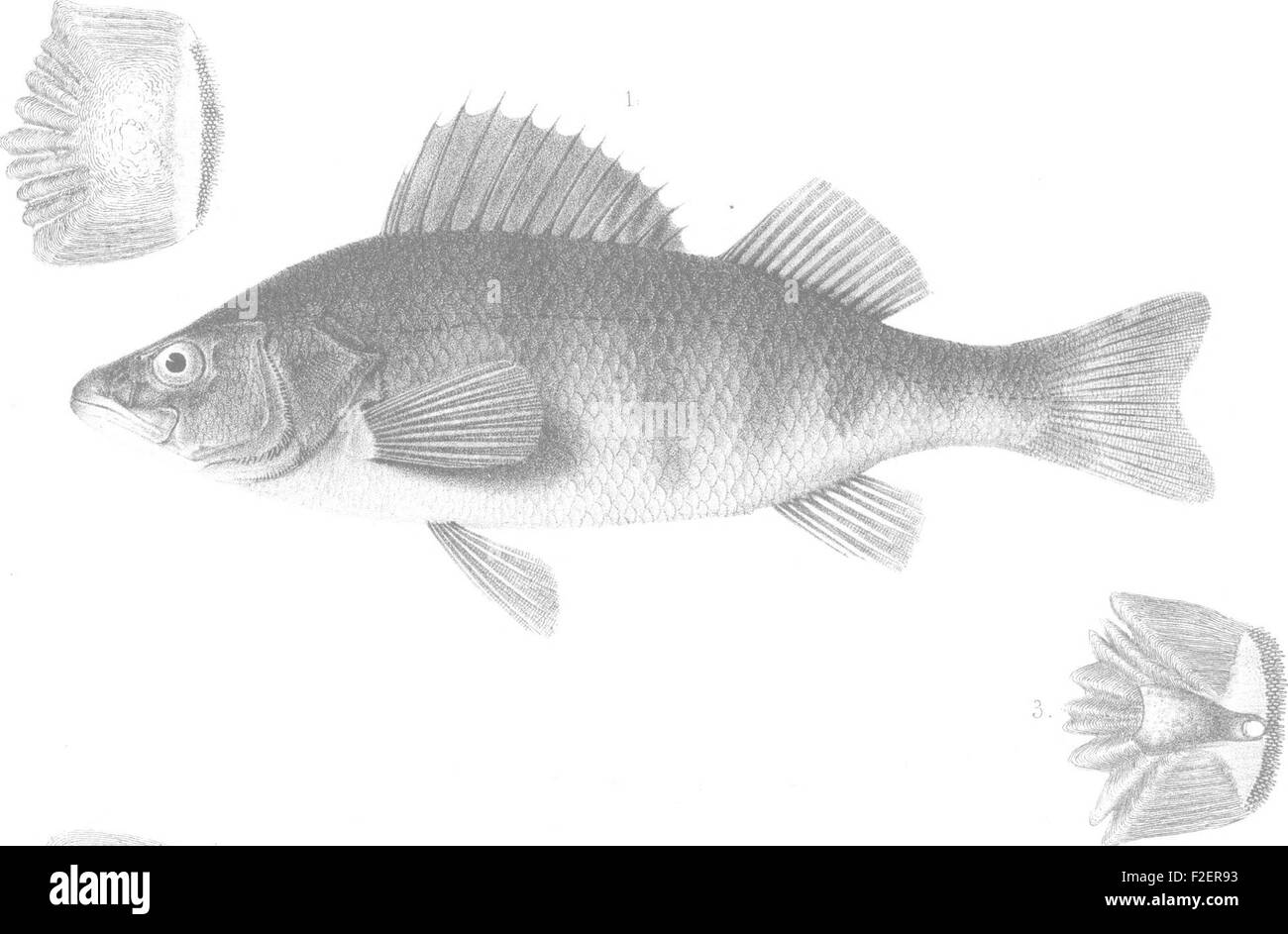 *A History of the Fishes of Massachusetts* (1867) is a comprehensive ...