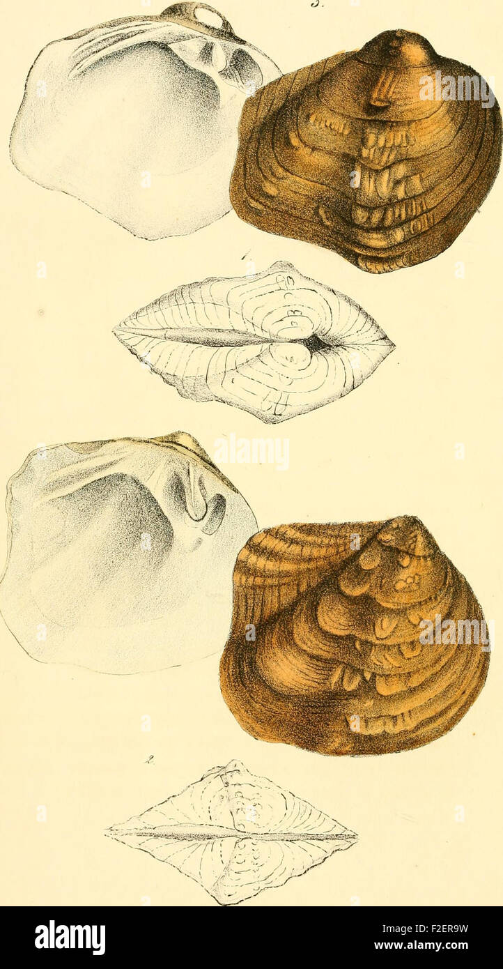 Unionidae family hi-res stock photography and images - Alamy