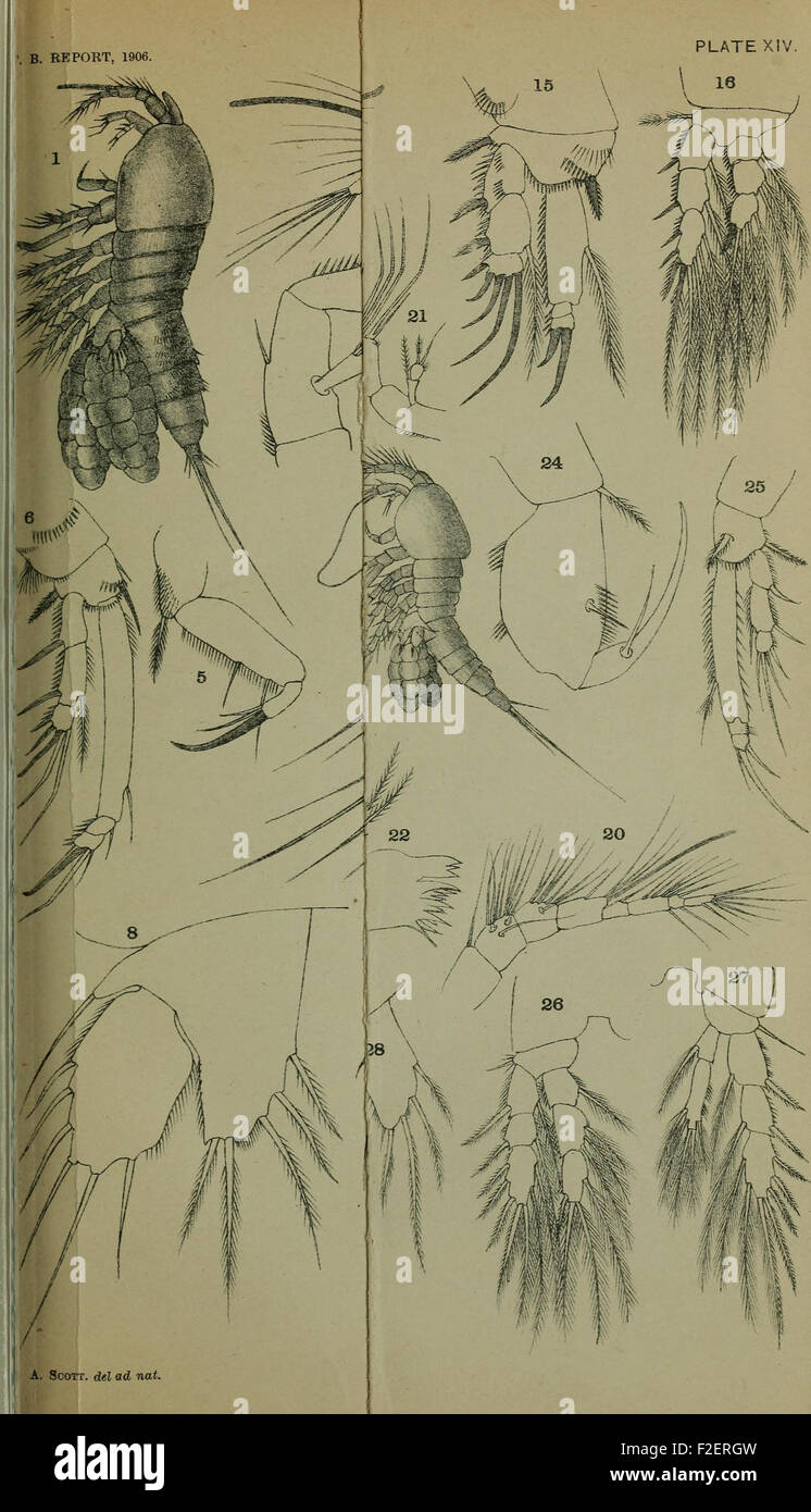 'Notes on Some Rare and Interesting Marine Crustacea' (1904) provides ...