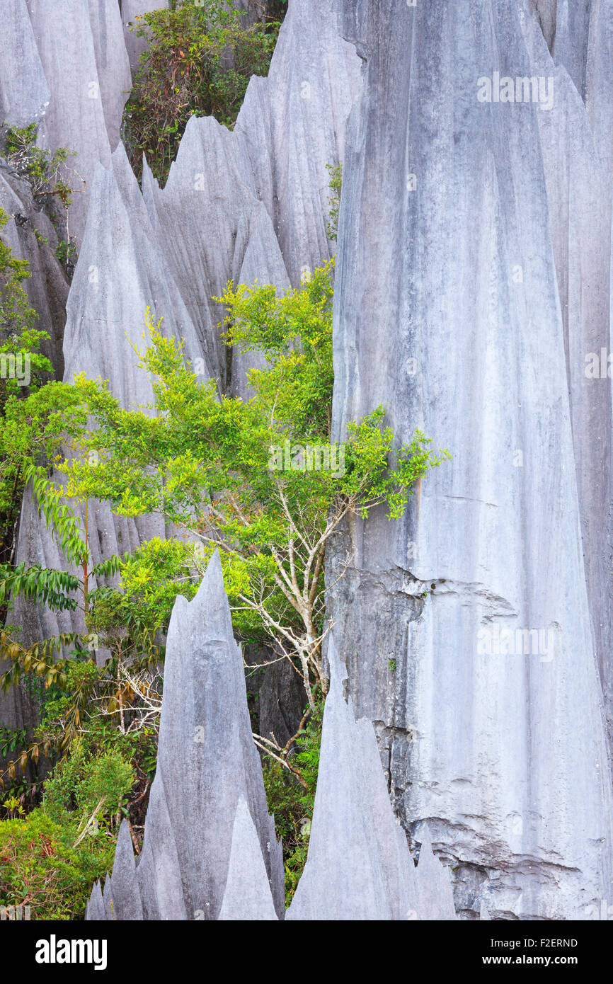 Limestone pinnacles at gunung mulu national park Stock Photo - Alamy