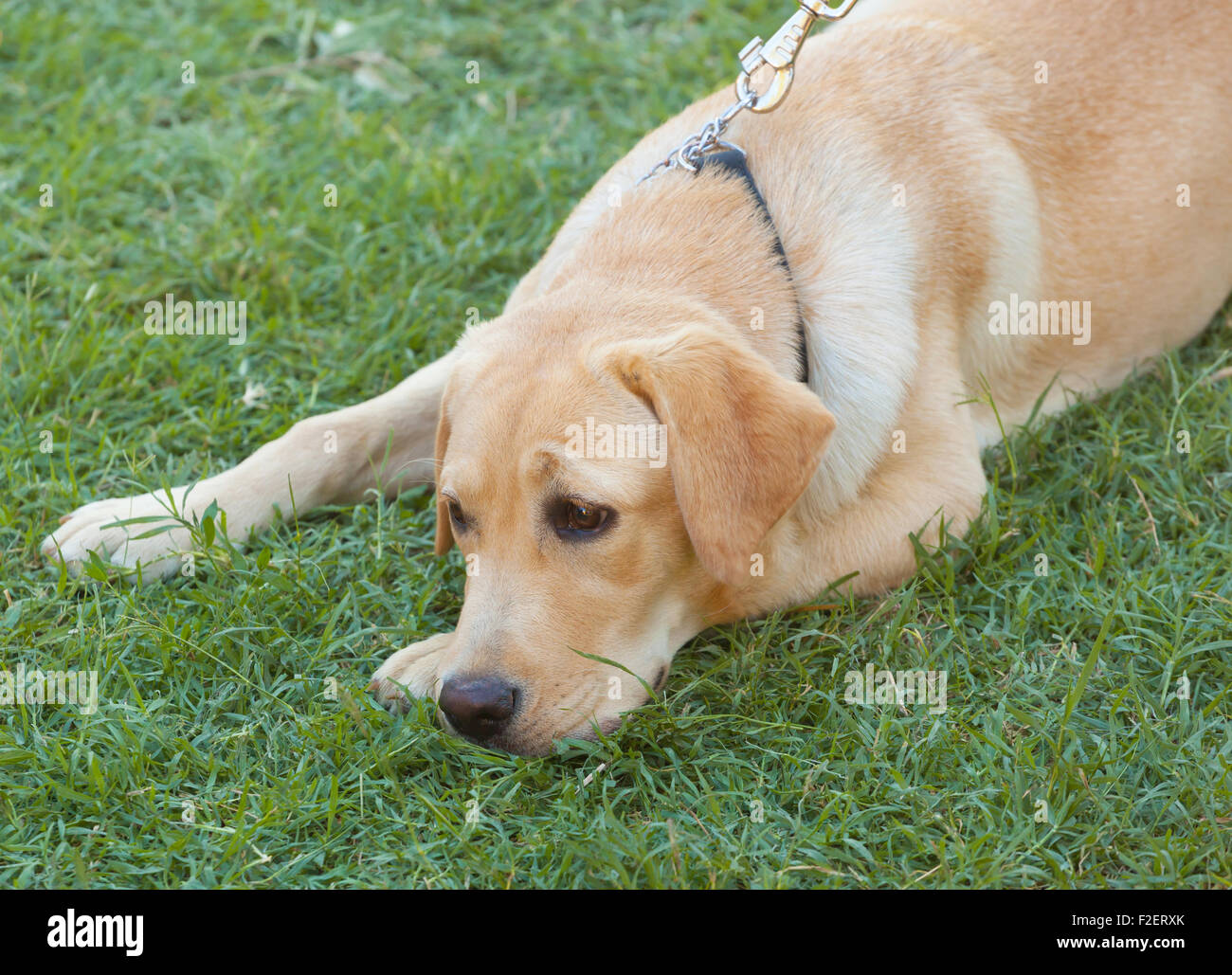 Beautiful Labrador Retriever on Fresh Green Grass Stock Photo - Alamy