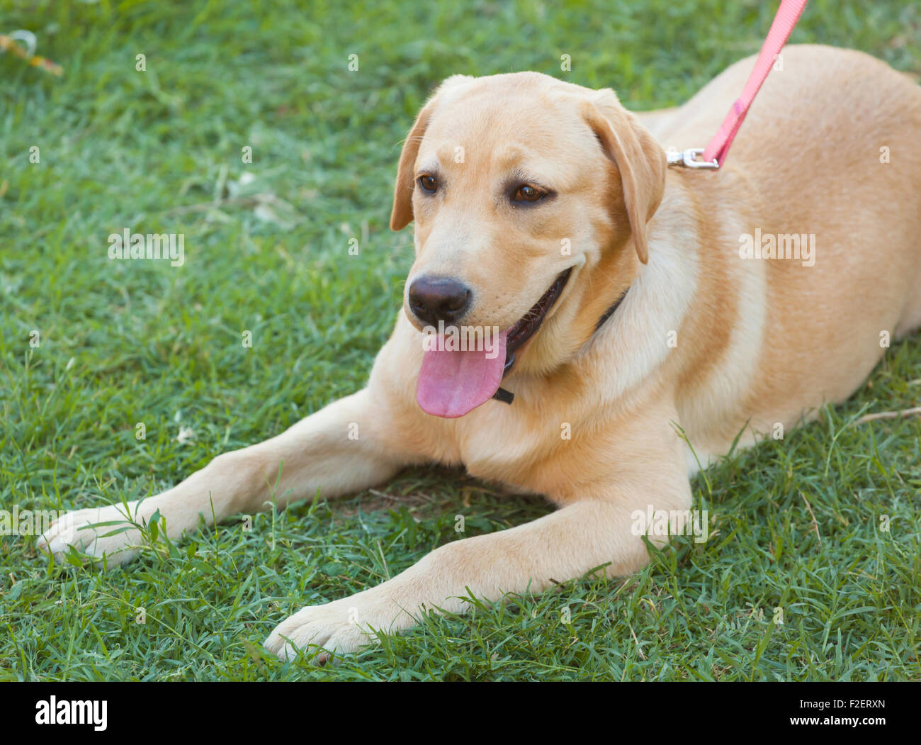 Beautiful Labrador Retriever on Fresh Green Grass Stock Photo - Alamy