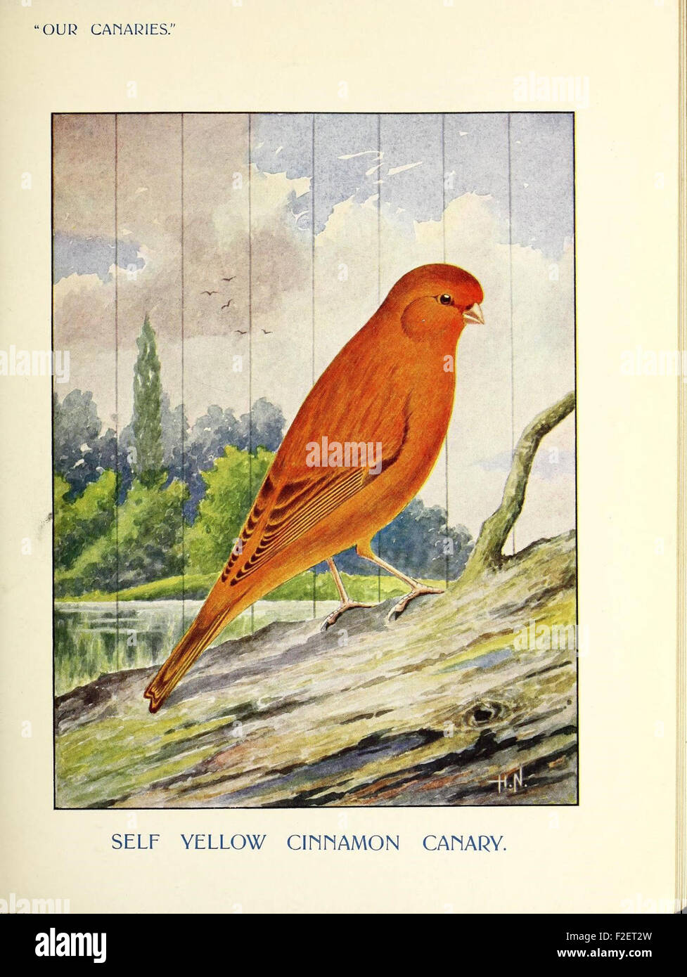 'Our Canaries' is a vintage book focusing on canaries as cage birds ...