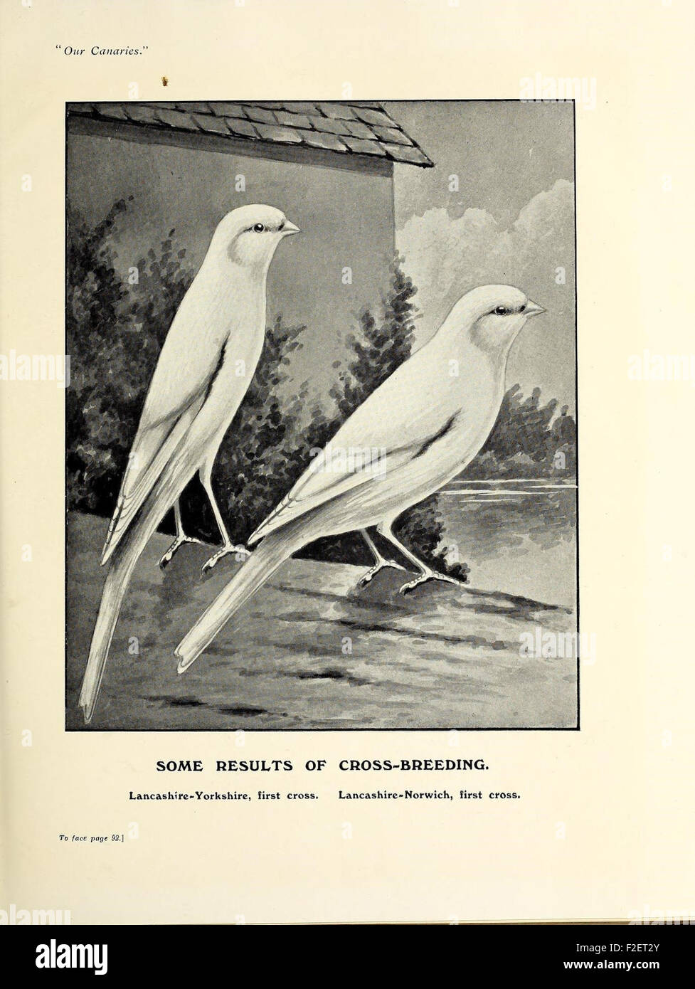 'Our Canaries' is a vintage work that provides a detailed look at the ...