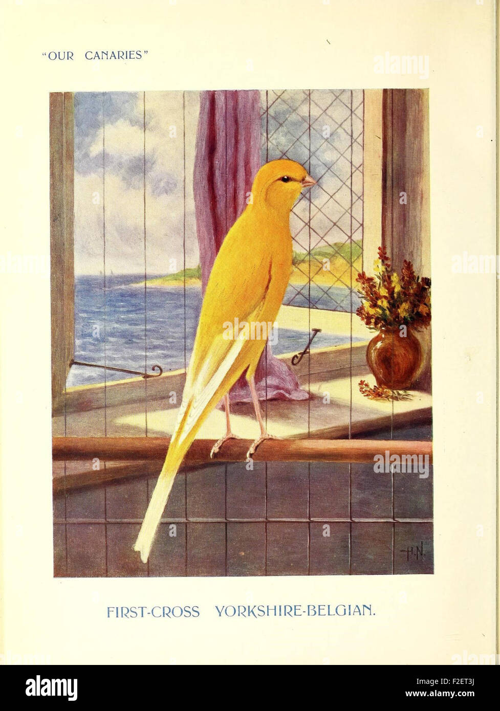 'Our Canaries' is a historical work documenting the breeding, care, and ...