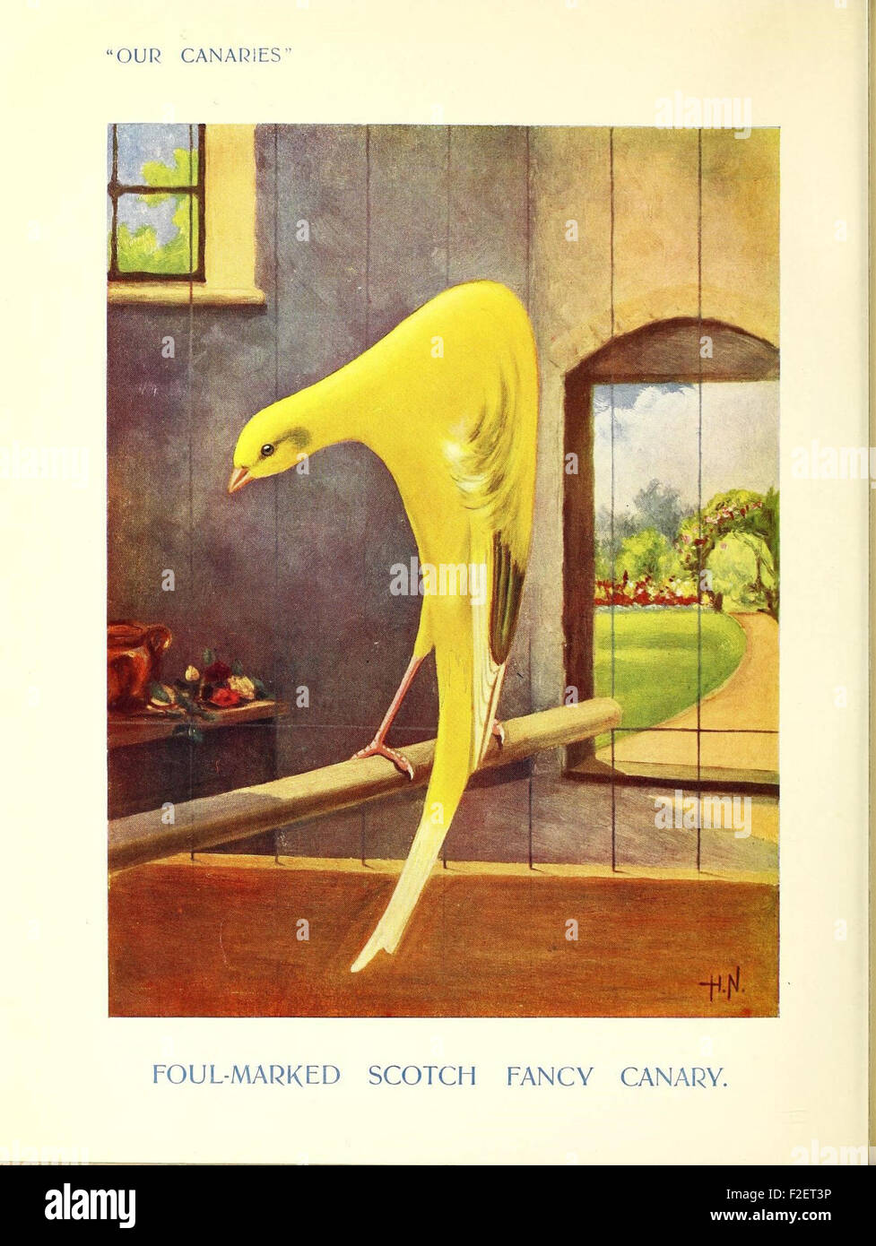 An illustration from 'Our Canaries' showcasing various species of ...