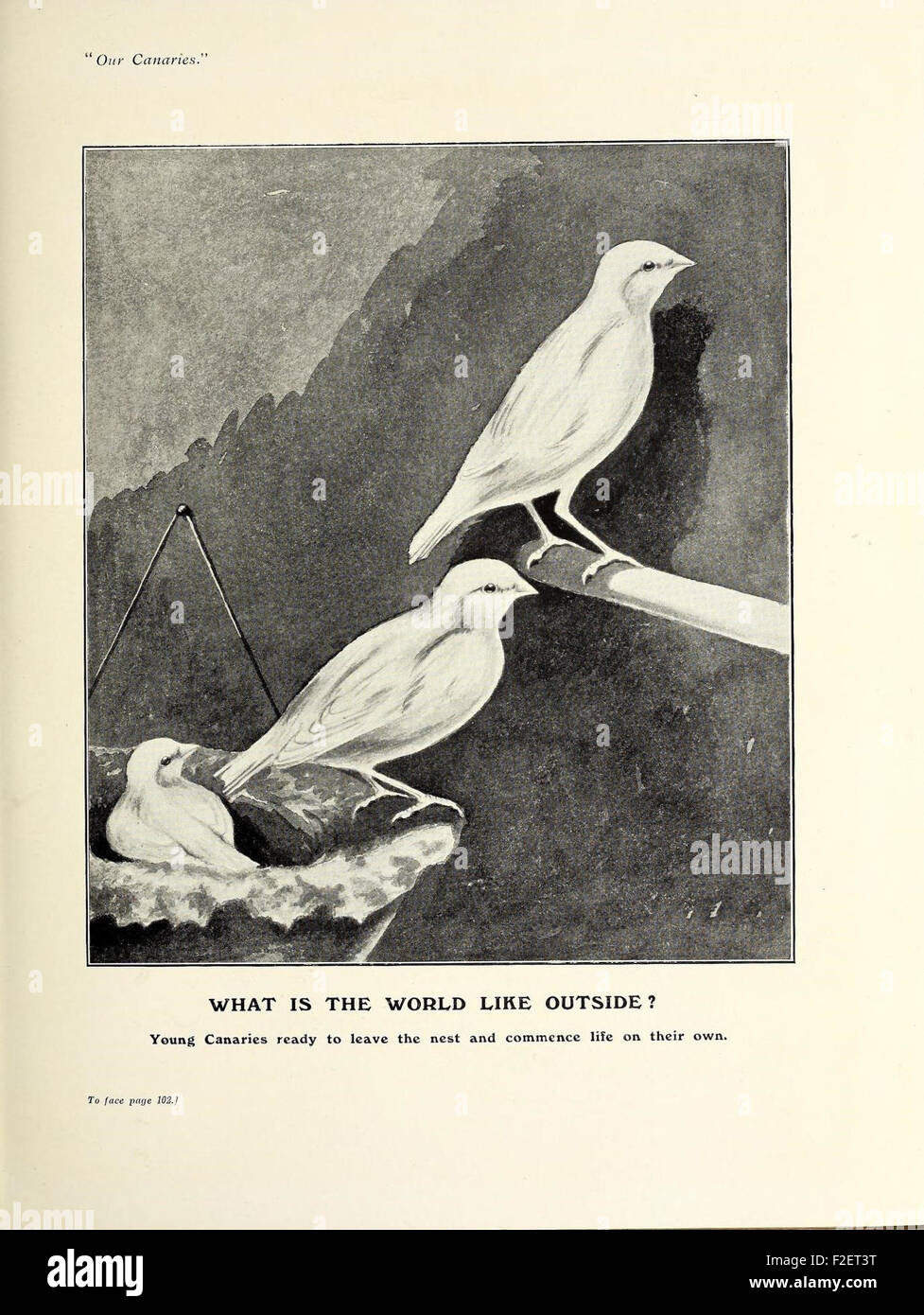 A historical work focusing on canaries, offering detailed illustrations ...
