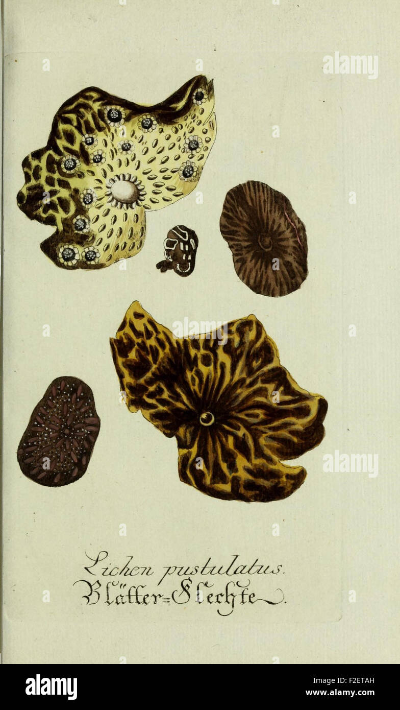 'Plantarum Indigenarum et Exoticarum Icones ad Vivum Coloratae' is a ...