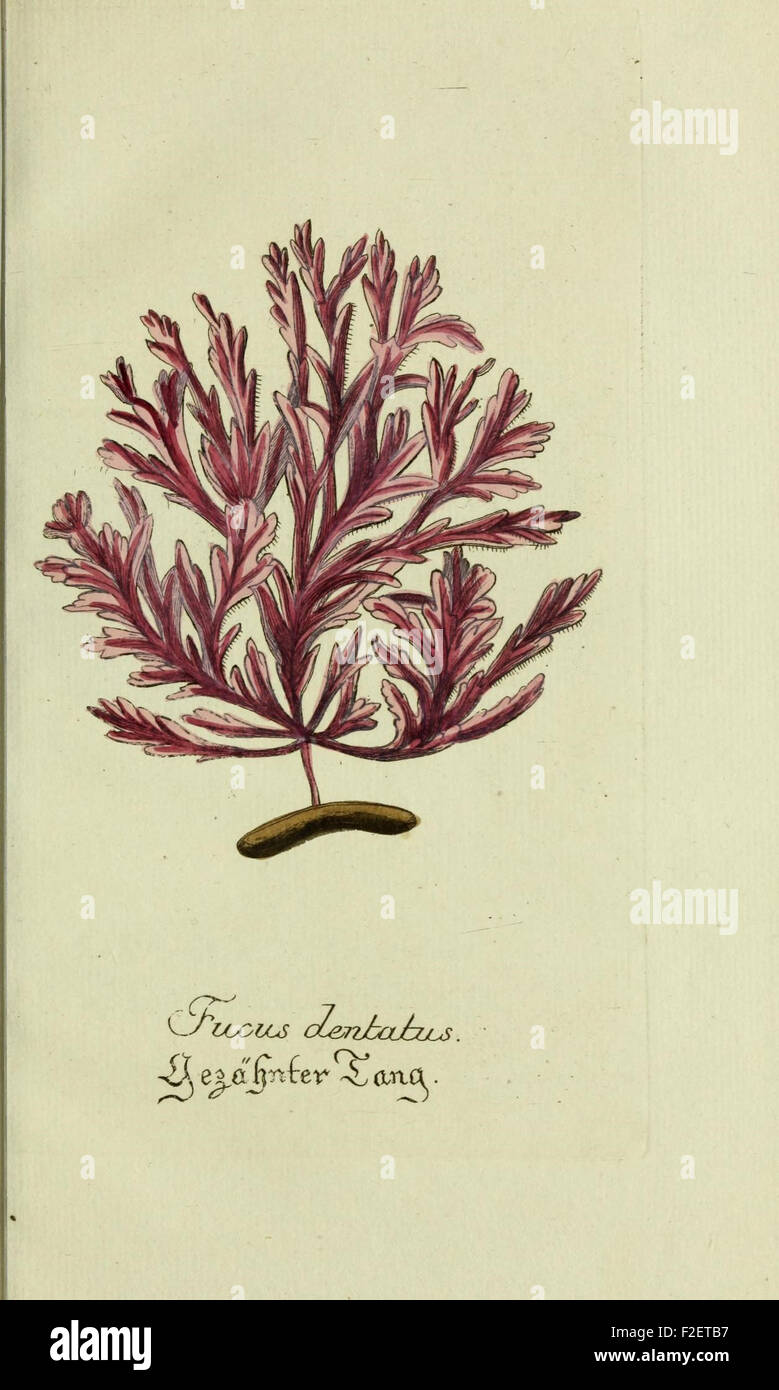 *Plantarum Indigenarum et Exoticarum Icones Ad Vivum Coloratae* is a ...