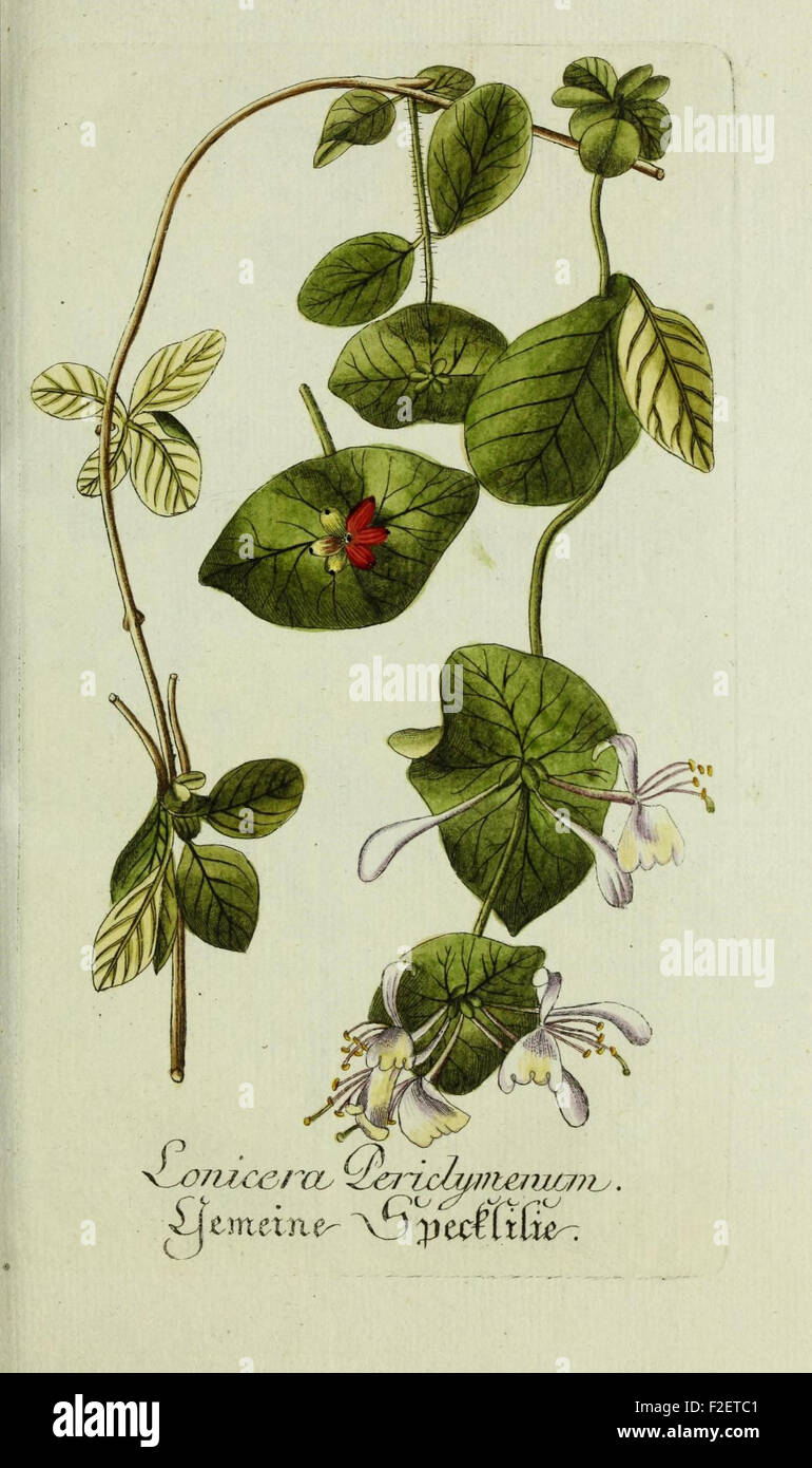 This botanical work presents a collection of plant illustrations, both ...