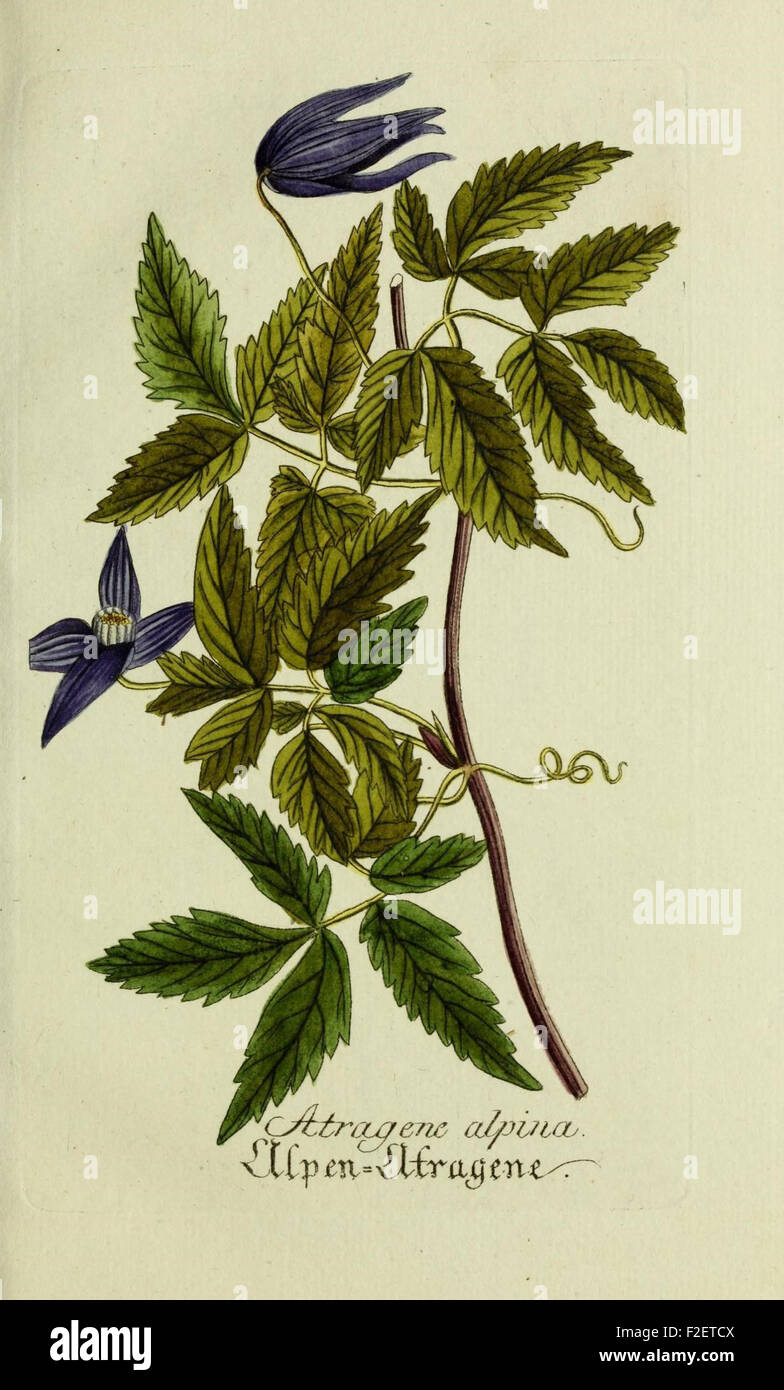 This botanical work features illustrated depictions of indigenous and ...