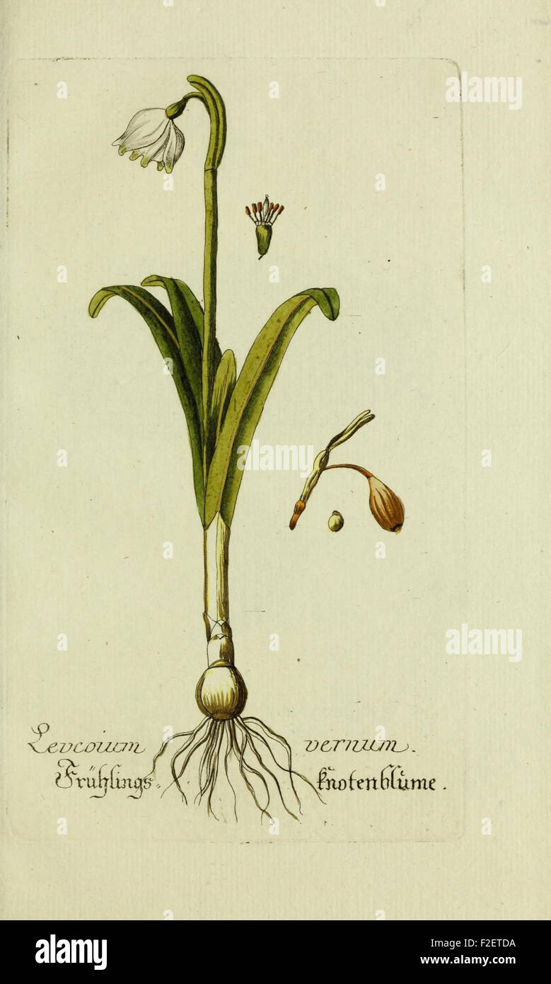 This work contains vibrant, hand-painted illustrations of native and ...