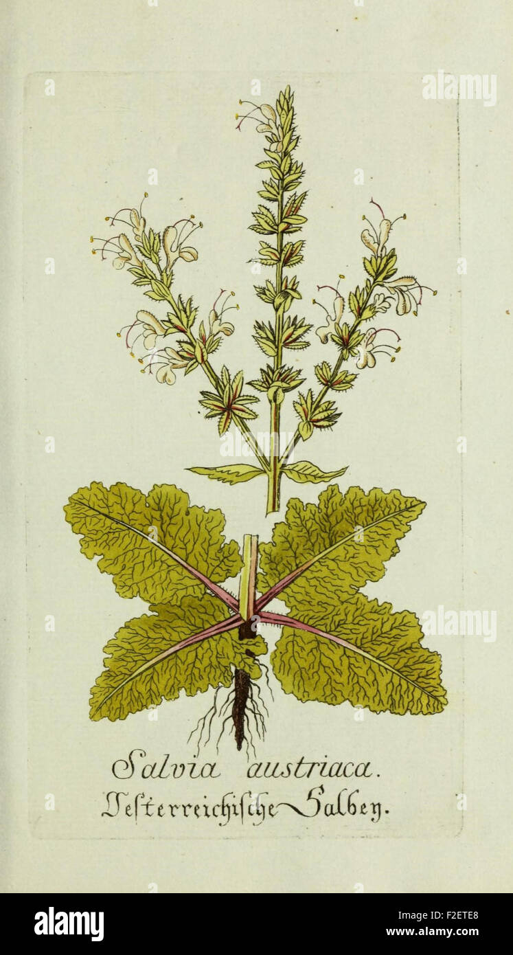 A botanical book featuring illustrations of native and exotic plants ...