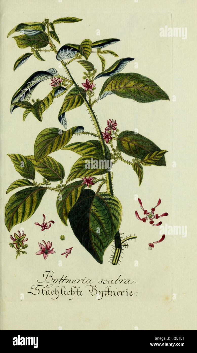 This botanical work features detailed color illustrations of both ...