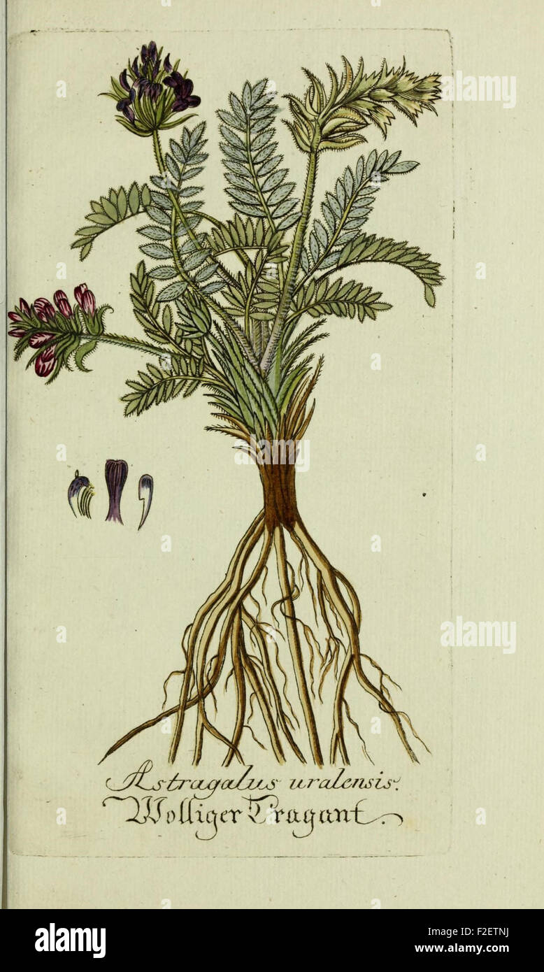 This 18th-century botanical work features color illustrations of both ...