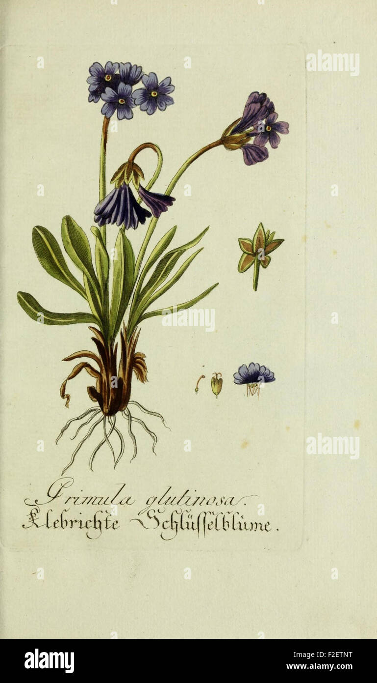 This botanical work contains vibrant, hand-painted illustrations of ...