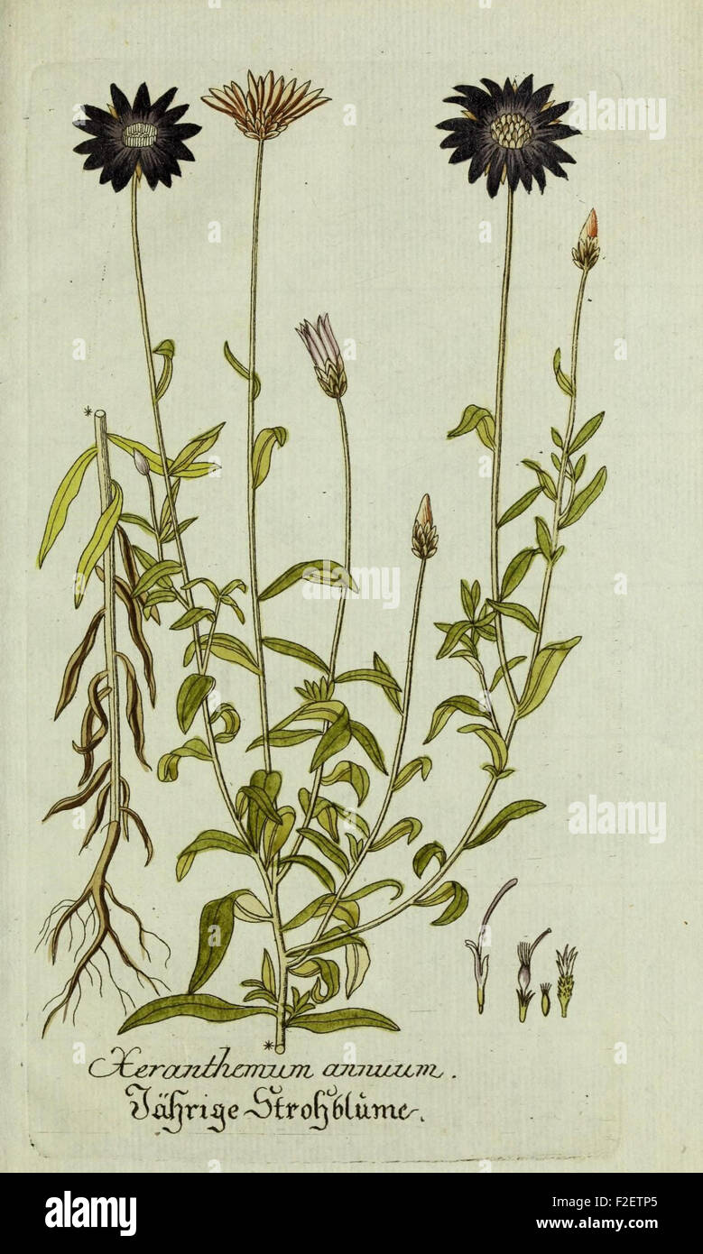This botanical work features hand-painted illustrations of both ...