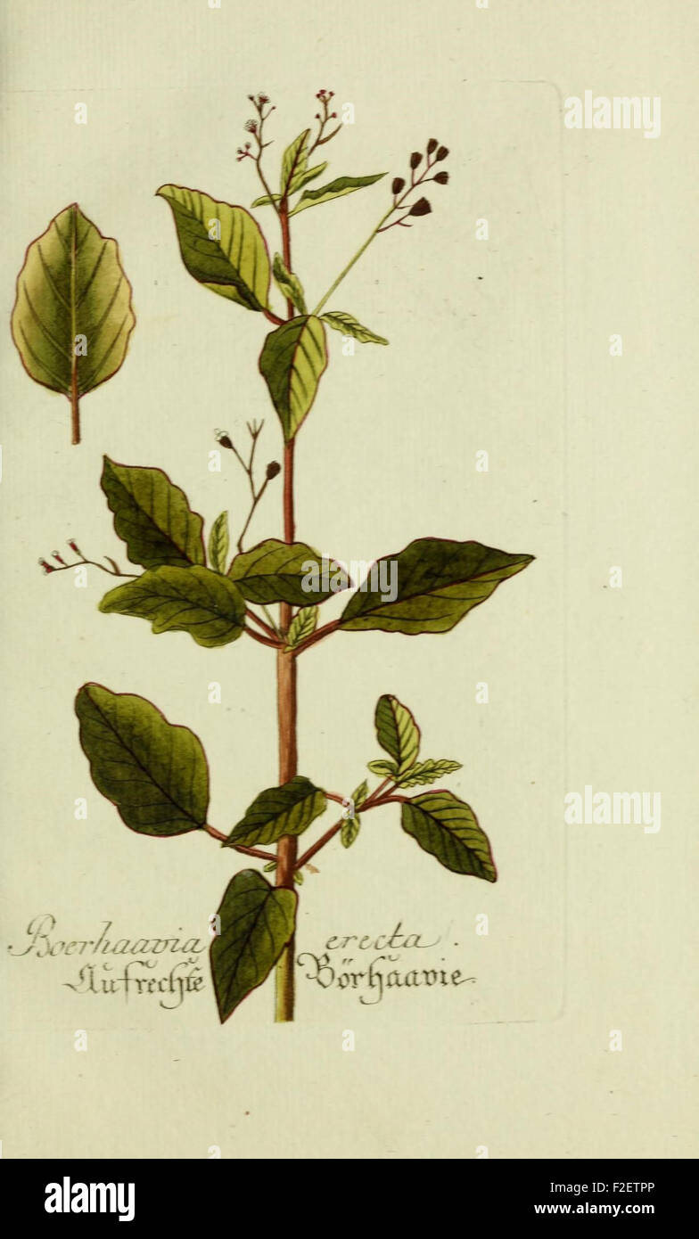 This botanical work features lifelike color illustrations of both ...