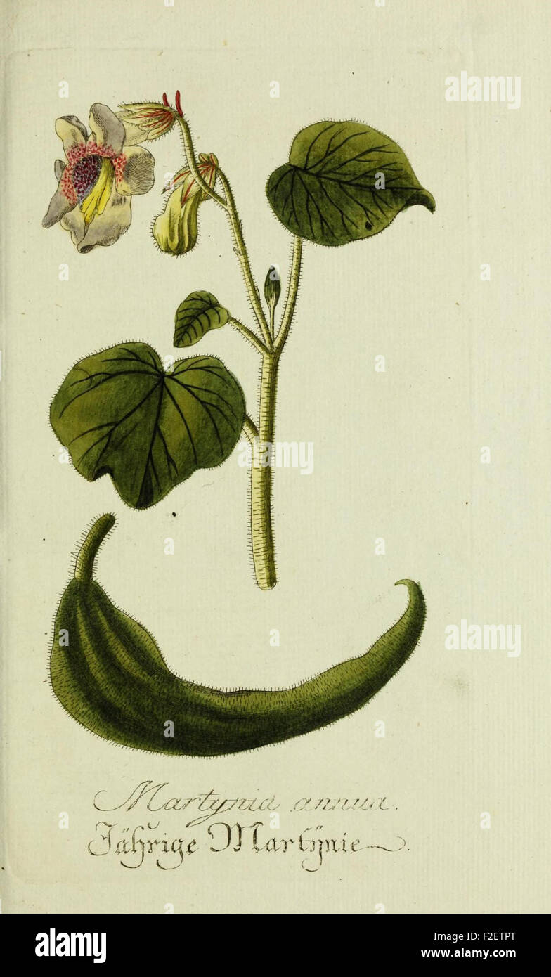 'Plantarum Indigenarum et Exoticarum Icones ad Vivum Coloratae' is a ...