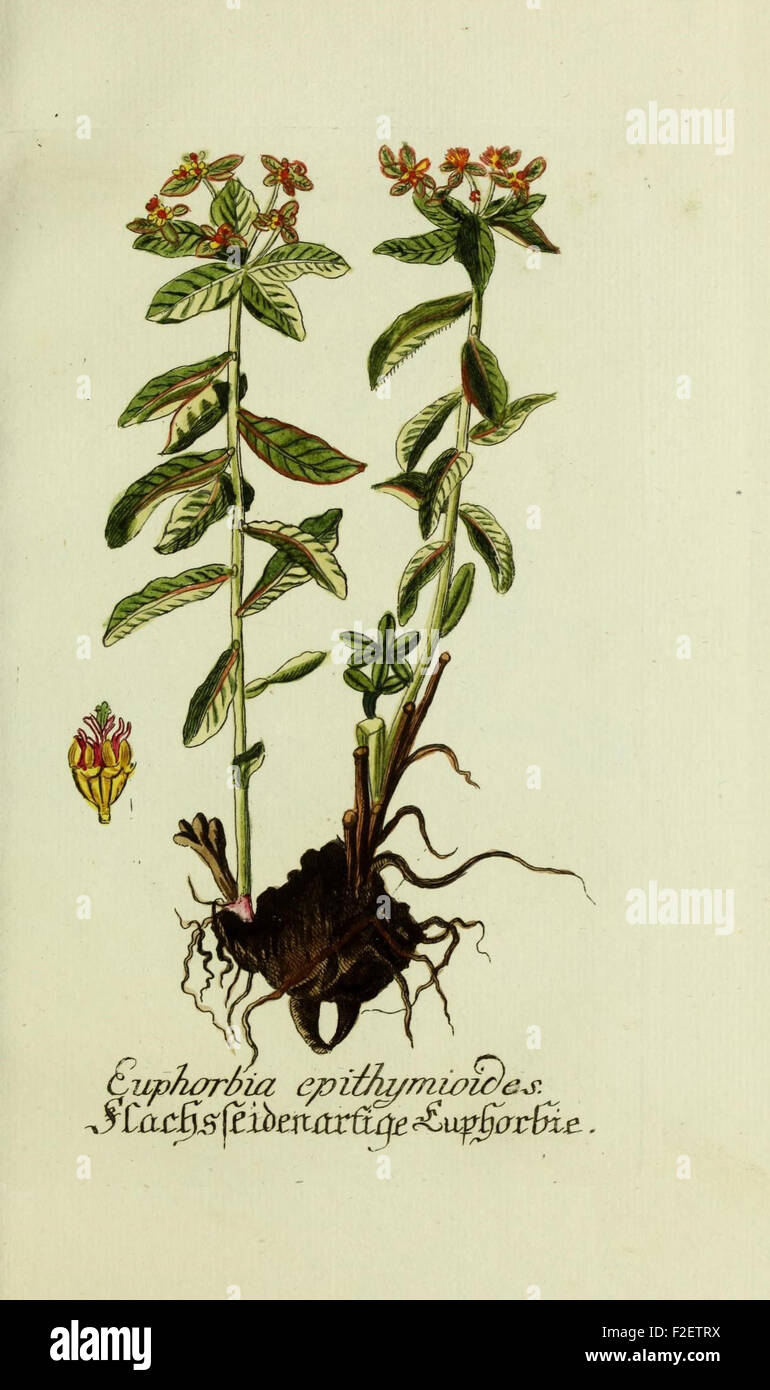 'Plantarum Indigenarum et Exoticarum' is a botanical work featuring ...