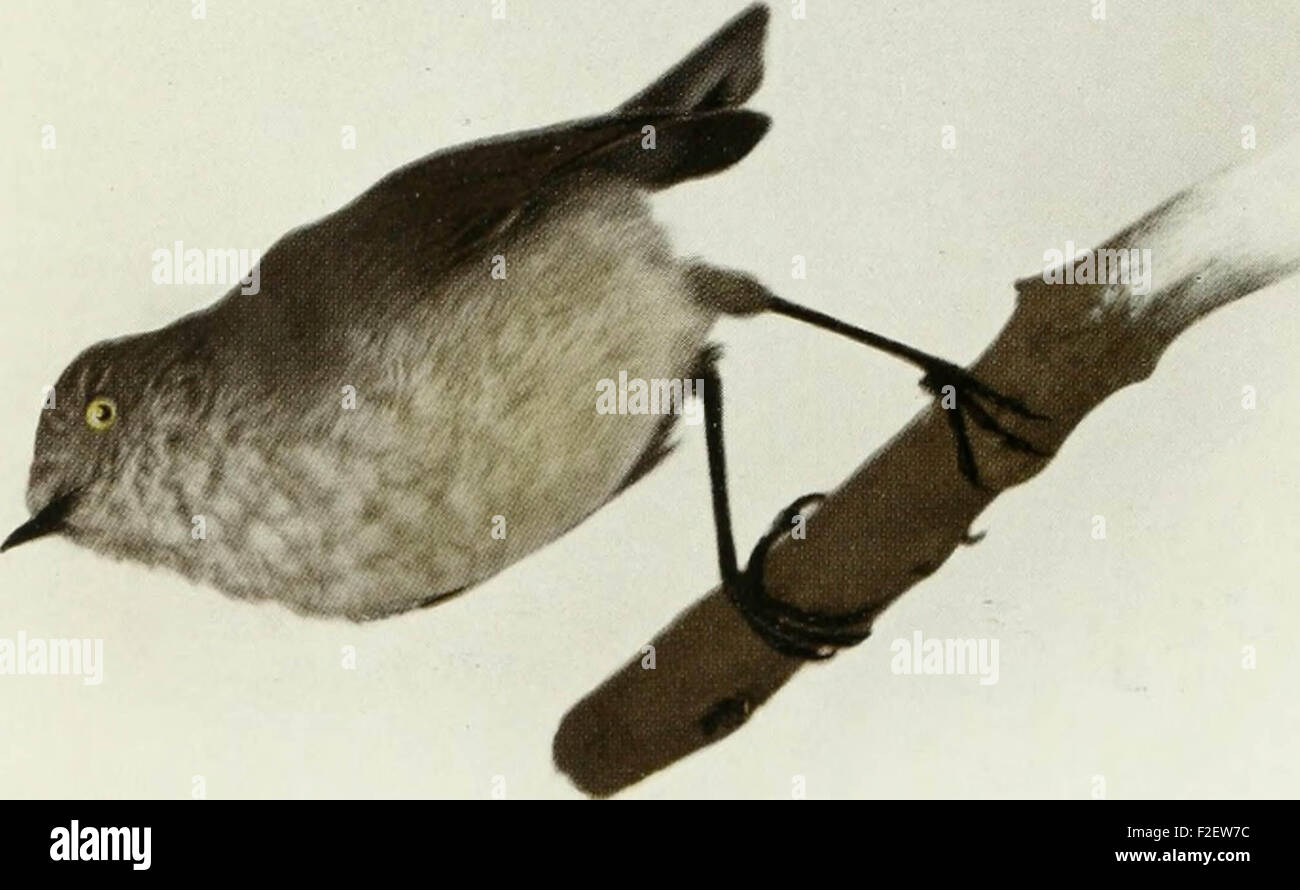 Old emu hi-res stock photography and images - Alamy