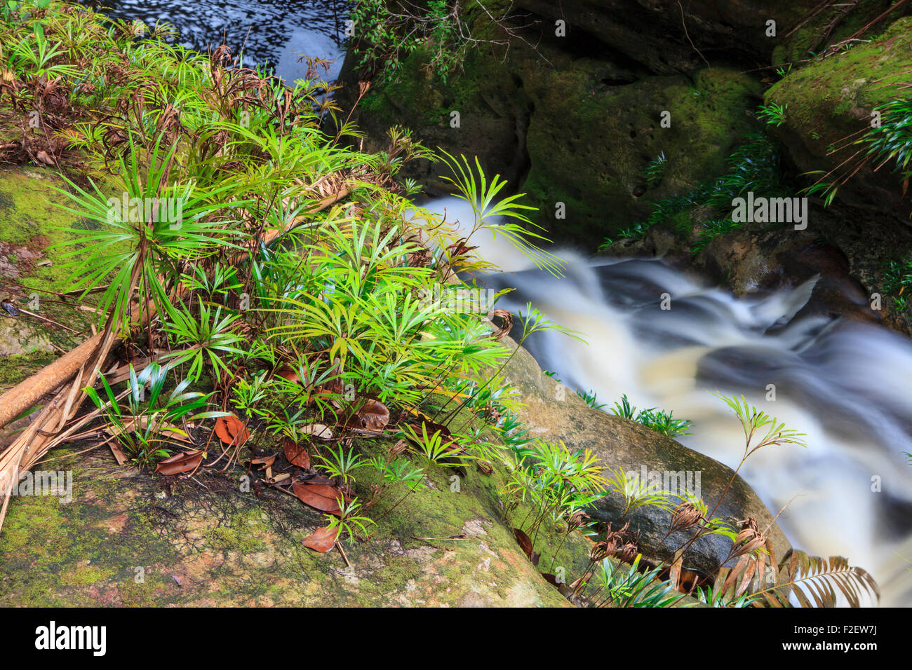 Small waterfall in jungle Stock Photo - Alamy