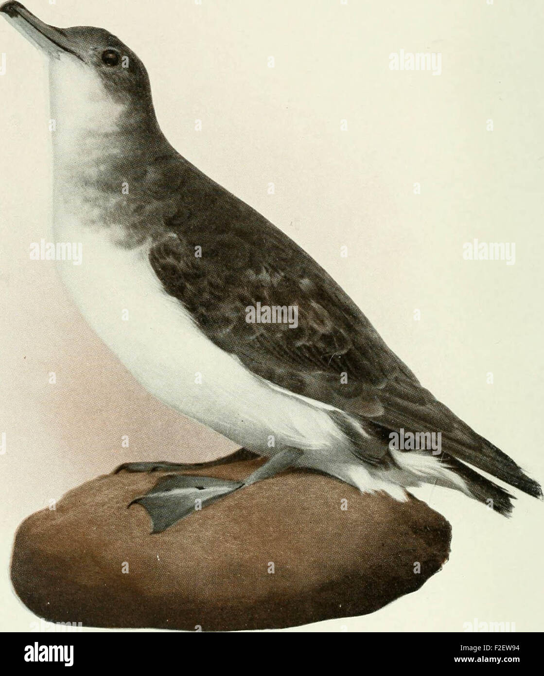 Old emu hi-res stock photography and images - Alamy