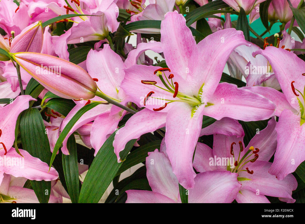 Bunch Of Lillies High Resolution Stock Photography and Images - Alamy