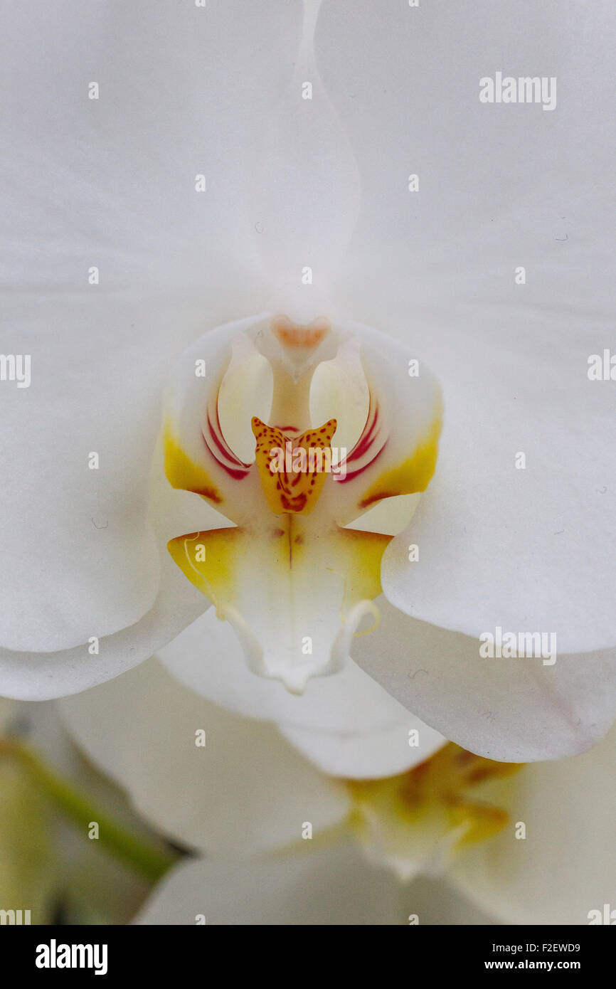 Macro shot beautiful white flowers hi-res stock photography and images ...