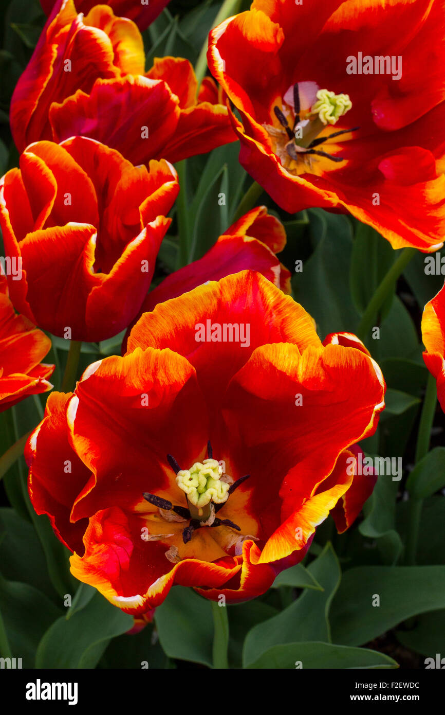 Tulips red holland flowers hi-res stock photography and images - Alamy