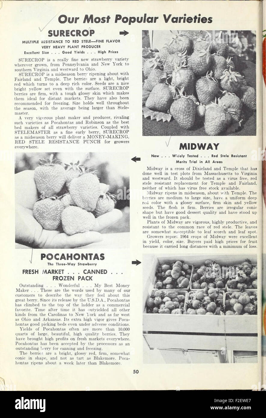 This planting guide provides detailed instructions on how to plant and ...