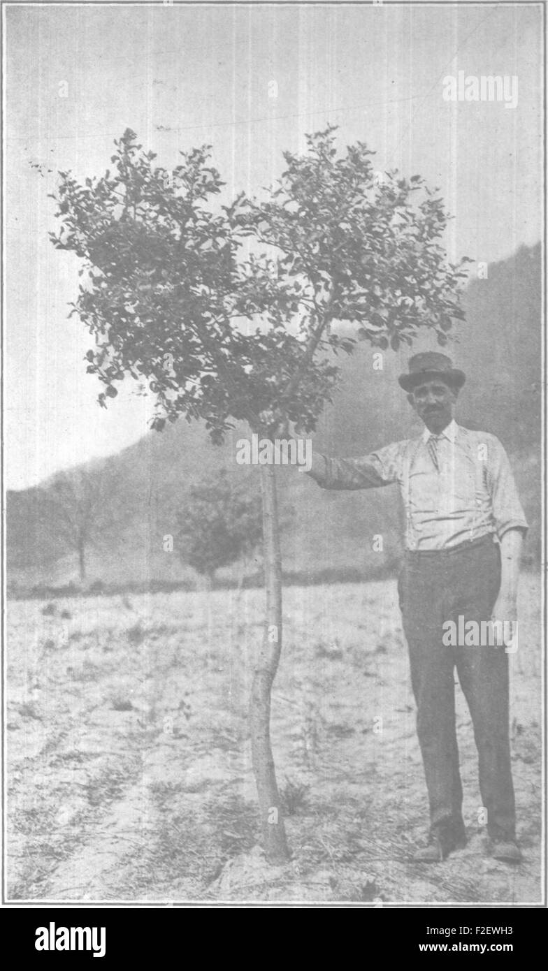 Published in 1911, this work offers practical advice on orchard ...