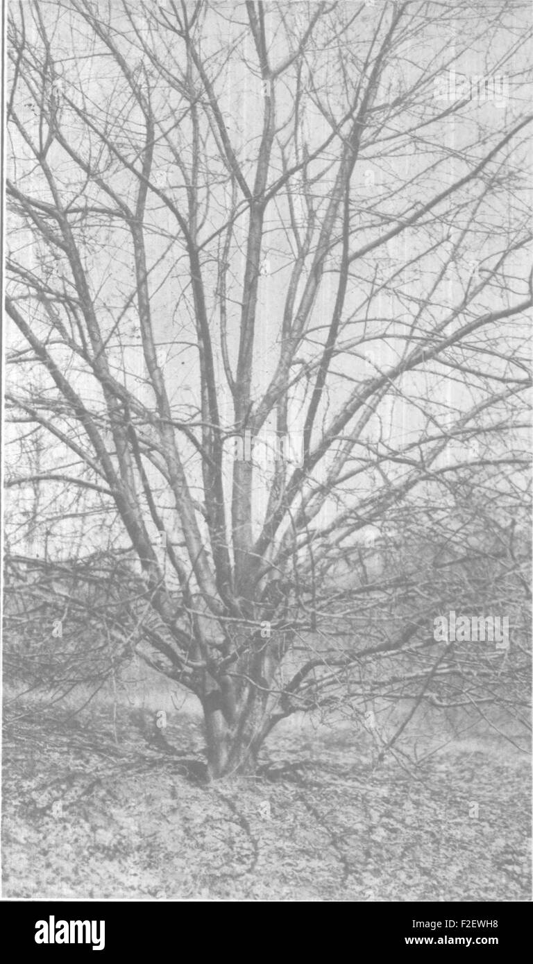 A practical guide from 1911 detailing methods for successful orcharding ...