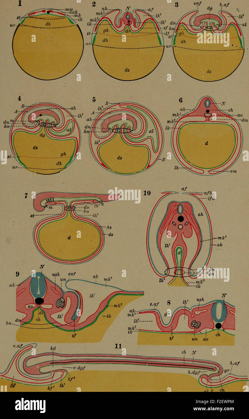*A Text-Book of Dental Histology and Embryology* (1912) provides an in ...