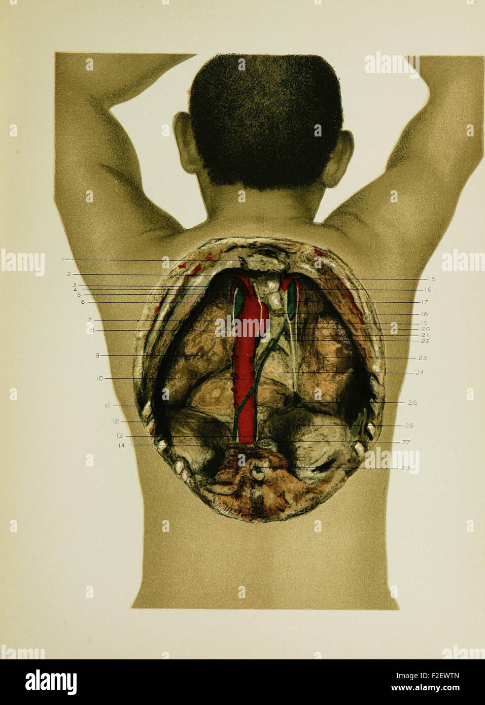 Book Regional Anatomy High Resolution Stock Photography and Images - Alamy