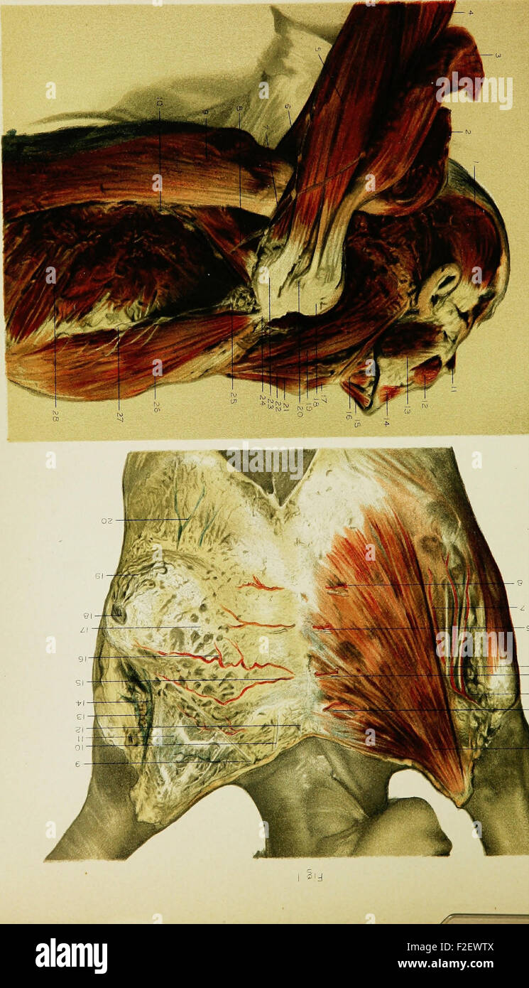 This 1891 work on regional anatomy explores the relationship between ...