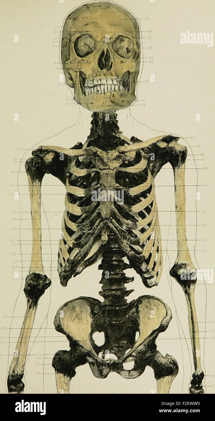 An illustration from 'Regional Anatomy in its Relation to Medicine and ...