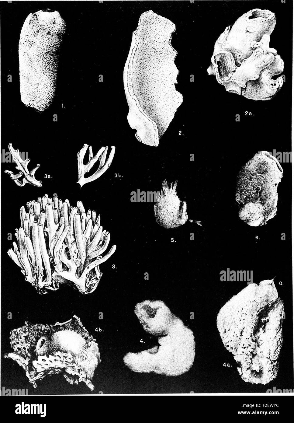 A 1909 report detailing the marine zoology of the Okhamandal region in ...