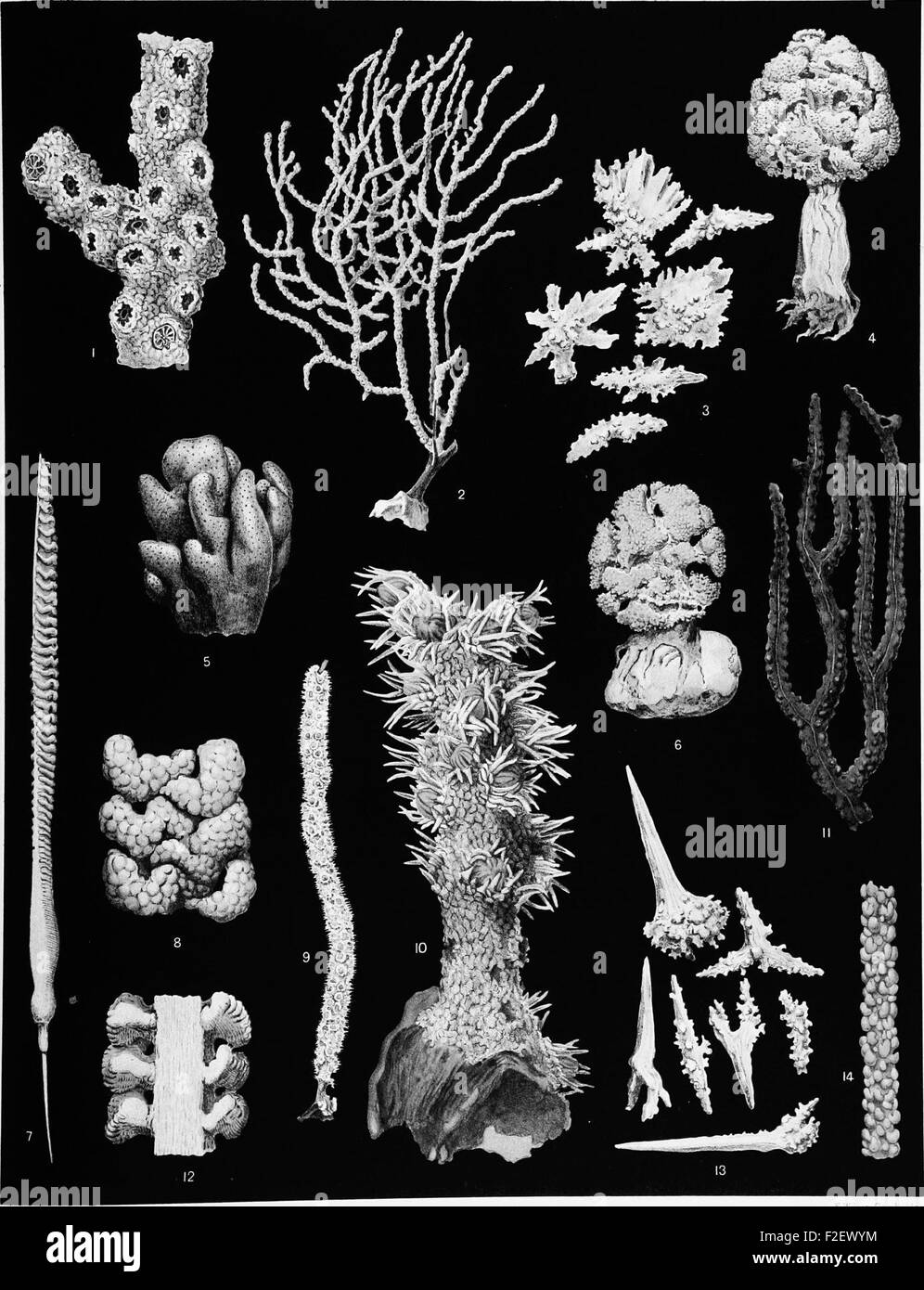 This 1909 report presents an in-depth study of the marine zoology of ...