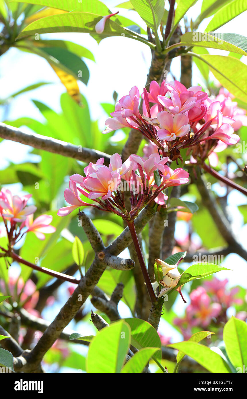 Kamboja Tree, Bali Stock Photo - Alamy