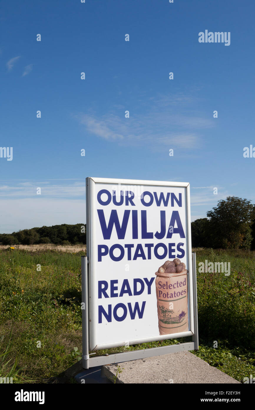 Wilja Potatoes, Ready now. Farm Produce for sale in the villages and ...
