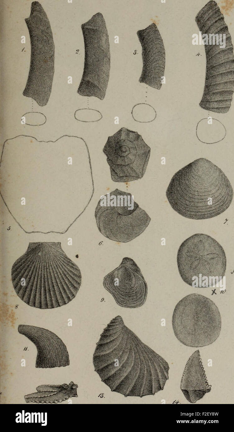 This vintage work illustrates the organic remains of the Cretaceous ...